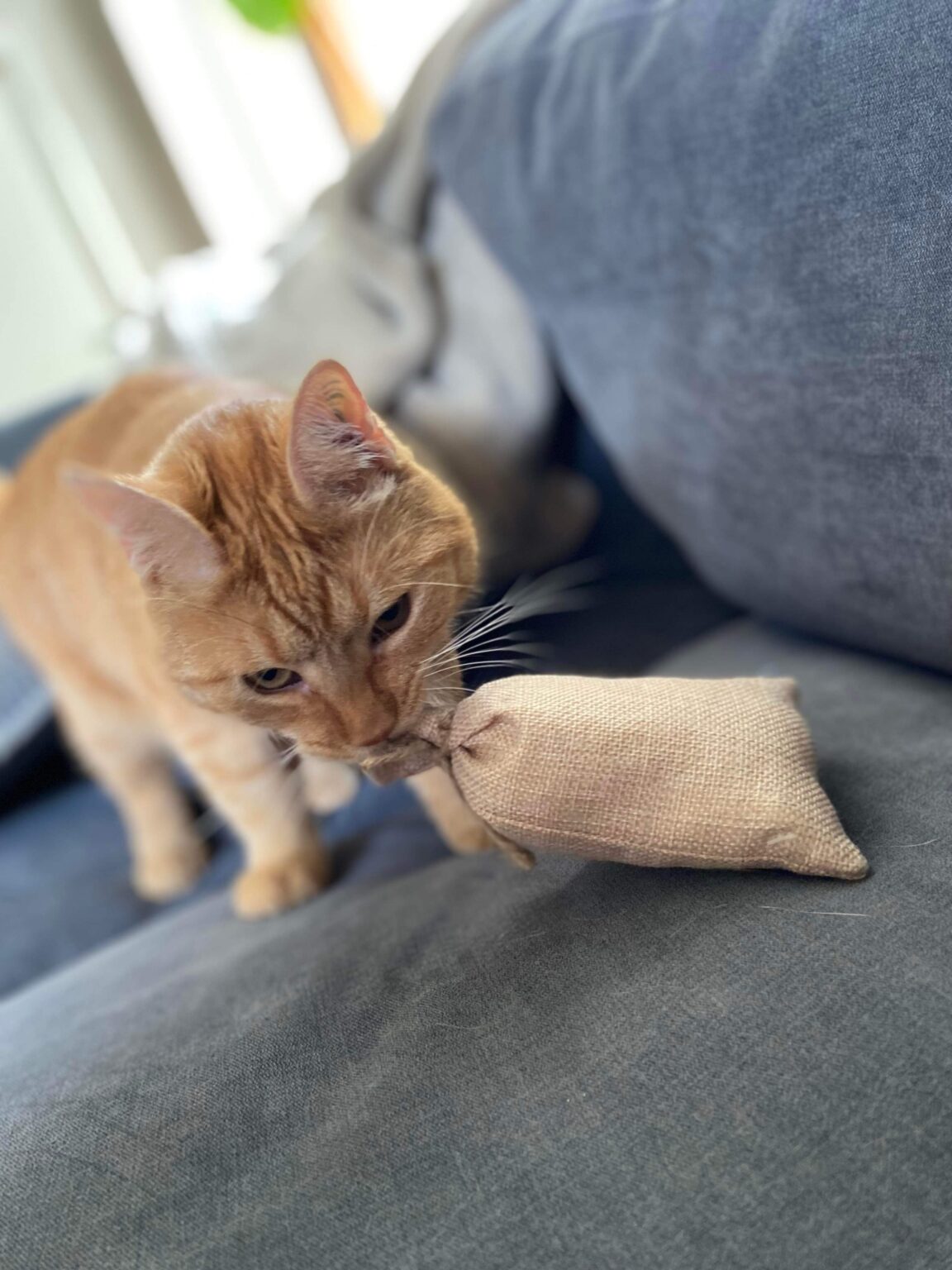 Mammut Dog & Cat - Lund City
