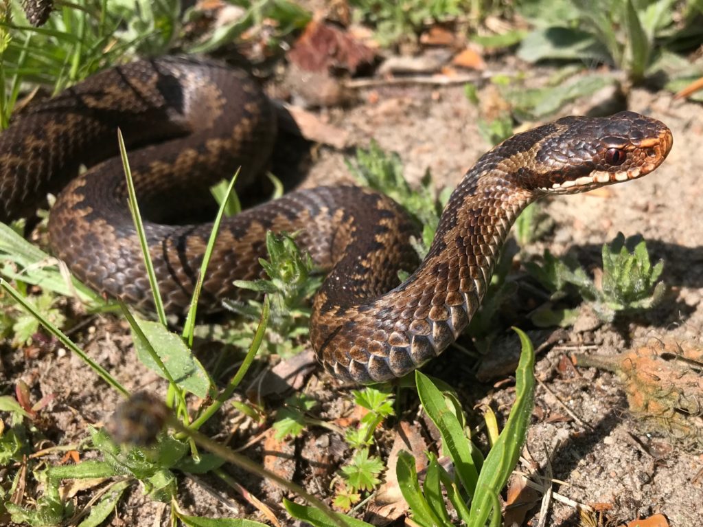 Fiffiga fakta om ormar - Lund City